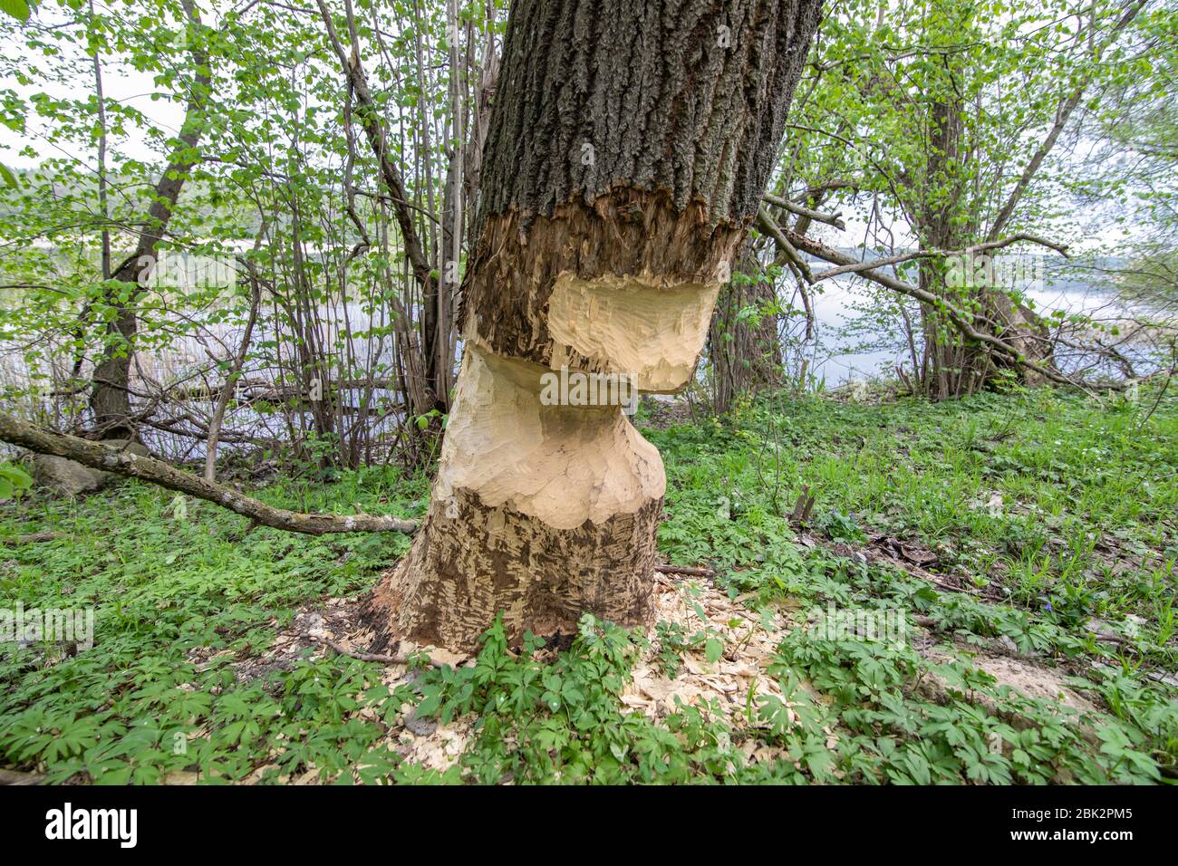 Trees cut down by beavers and their sharp teeth. Animal engineering ...