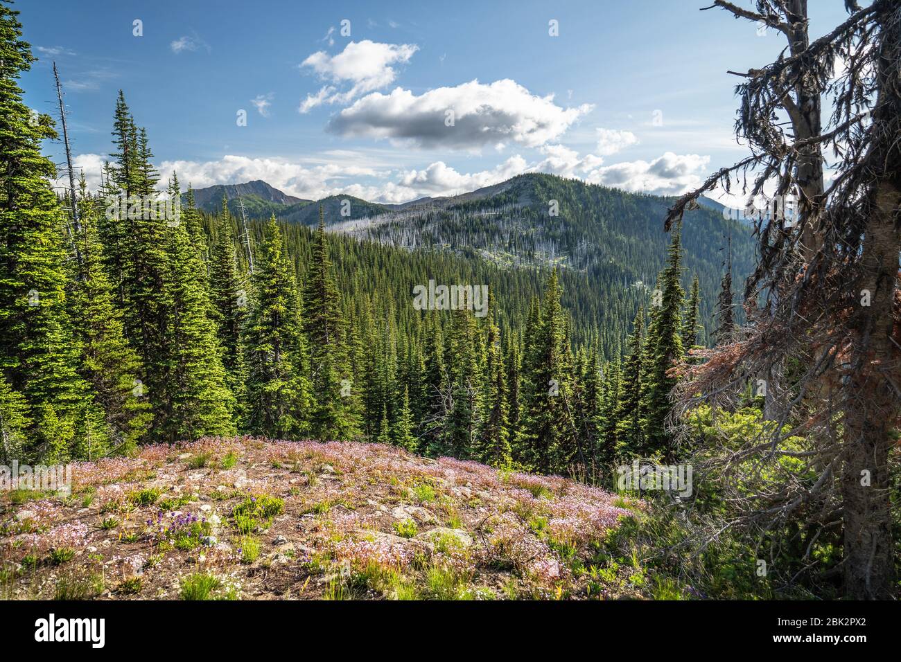 The Washington Section of the Pacific Crest Trail in the North Cascades ...