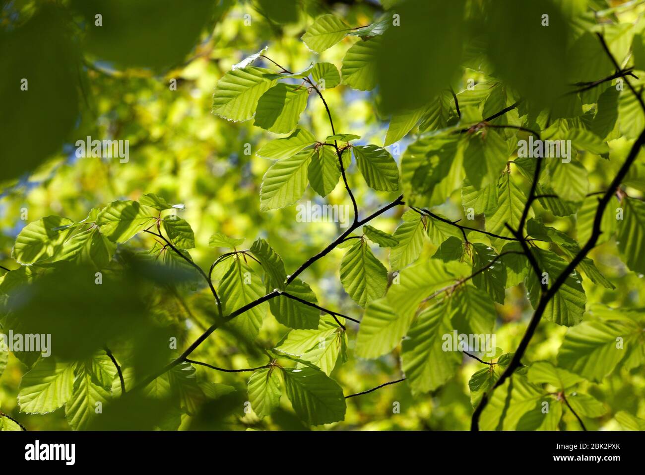 Sunlight through leaves hi-res stock photography and images - Alamy