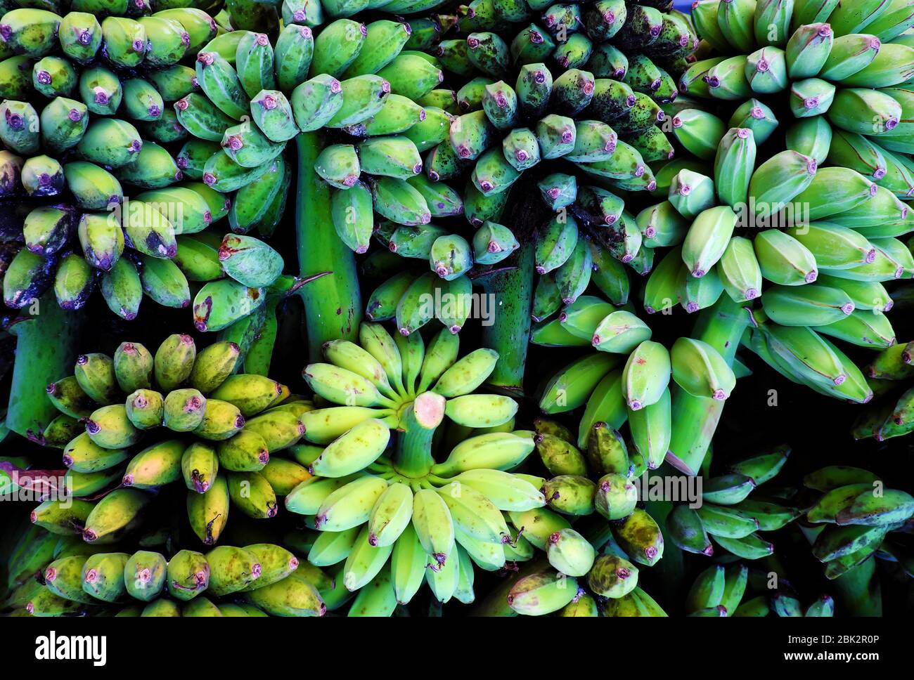 Many bunch of bananas in green bulk in heap on floor outside ...