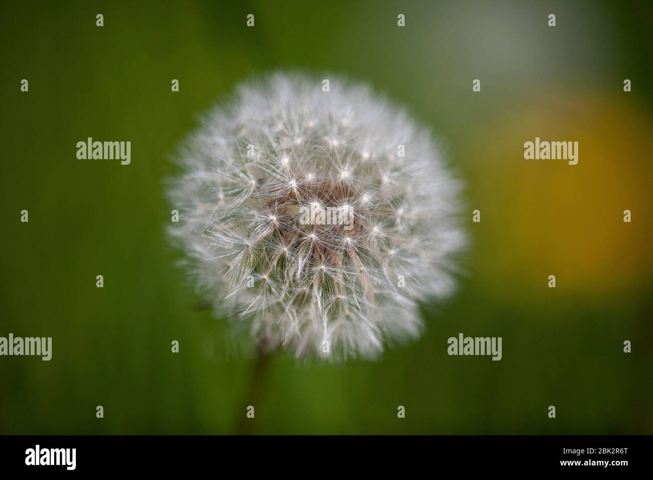 Single dandelion seed-head, close up, shot in natural light with a ...