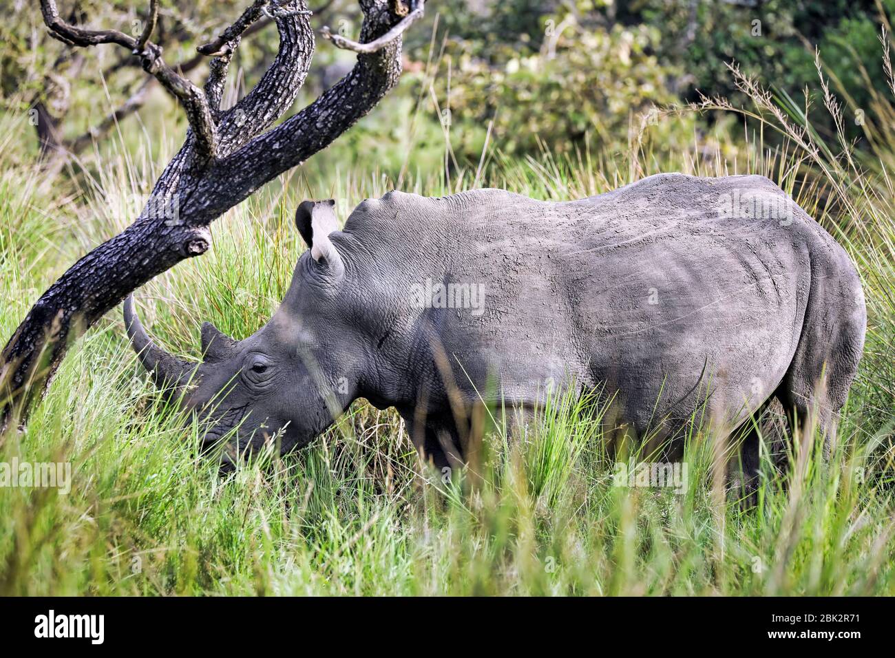 Rhinos at Ziwa Rhino Sanctuary, Uganda Stock Photo - Alamy