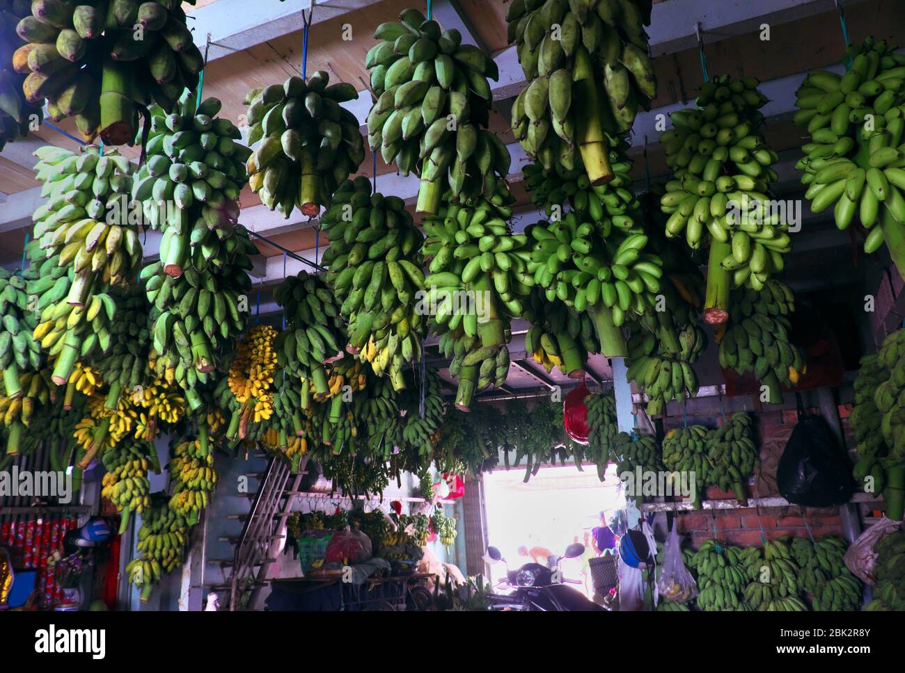 Many bunch of bananas hang on the wall inside agriculture product barn ...
