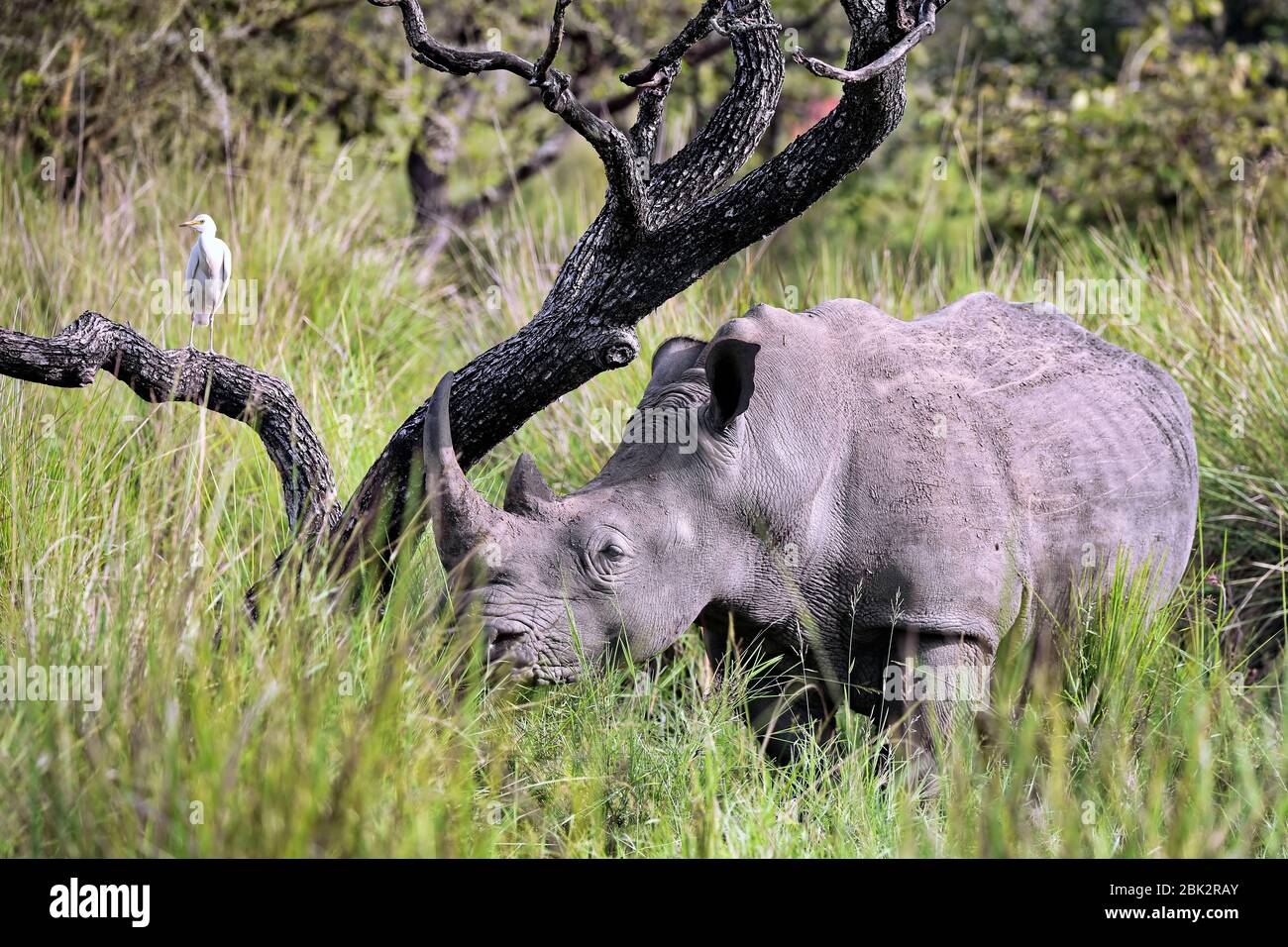 Rhinos at Ziwa Rhino Sanctuary, Uganda Stock Photo - Alamy