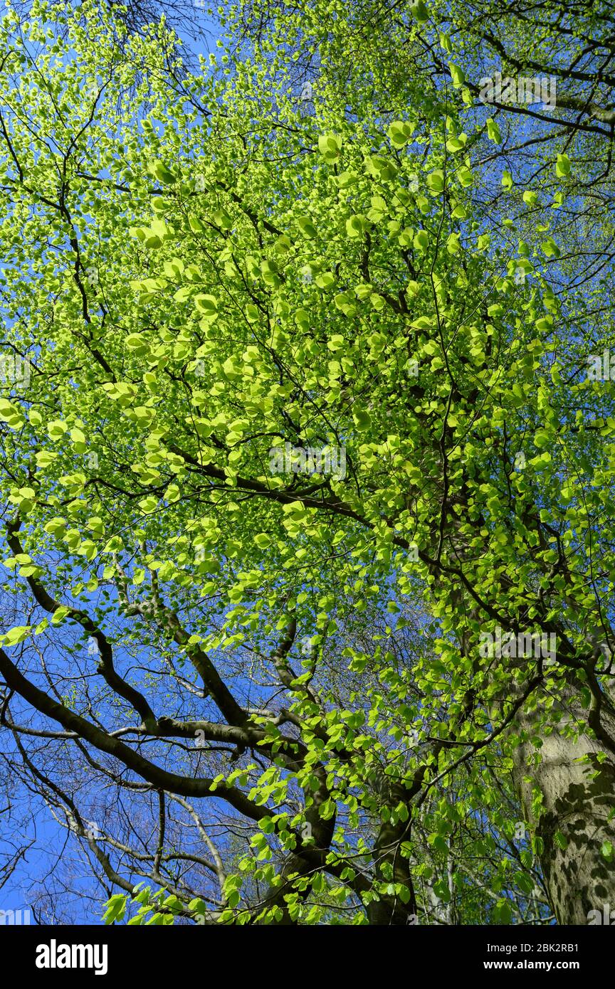 Spring trees in Worsley Woods, Salford, Manchester Stock Photo - Alamy