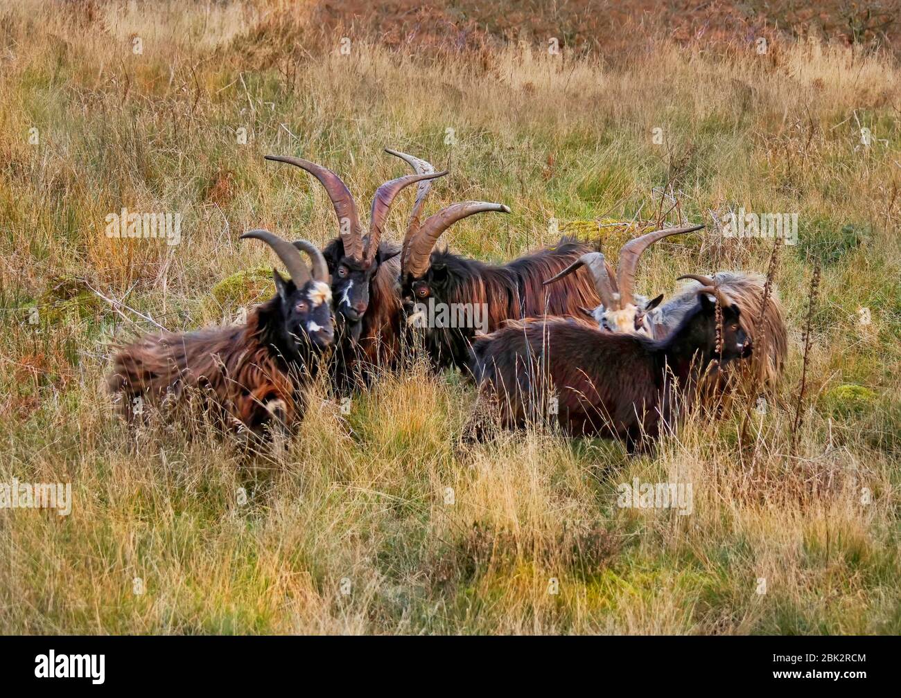 Langholm moor goats hi-res stock photography and images - Alamy
