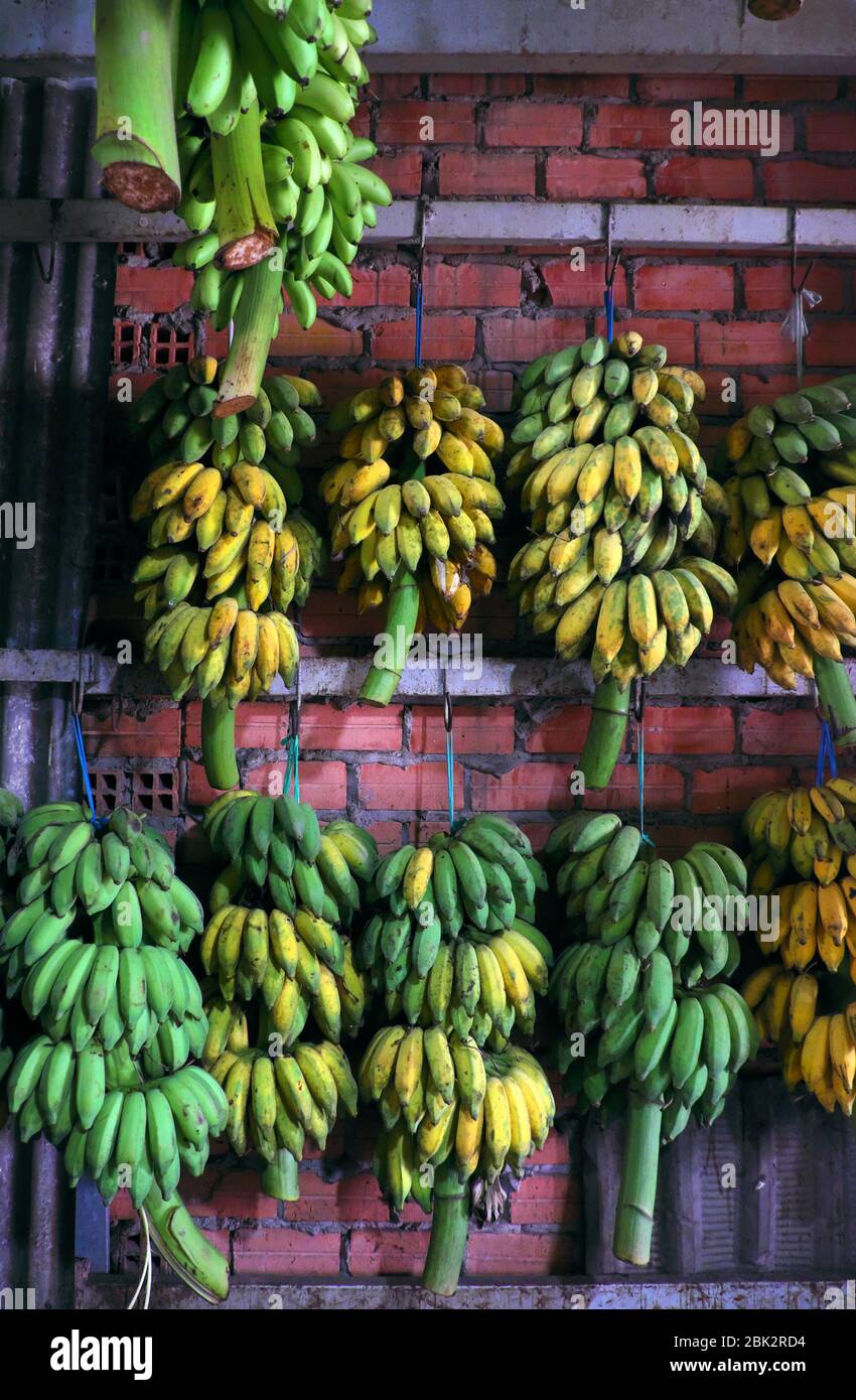Many bunch of bananas hang on the wall inside agriculture product barn ...