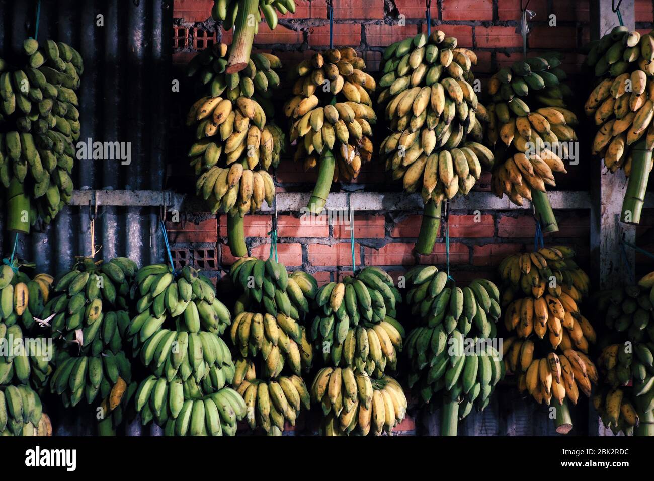 Many bunch of bananas hang on the wall inside agriculture product barn ...