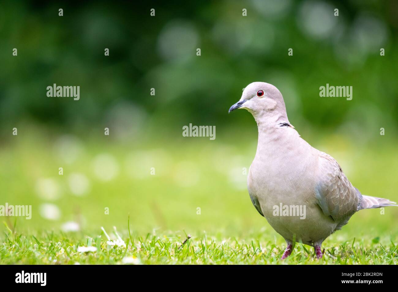 Grey dove hi-res stock photography and images - Alamy