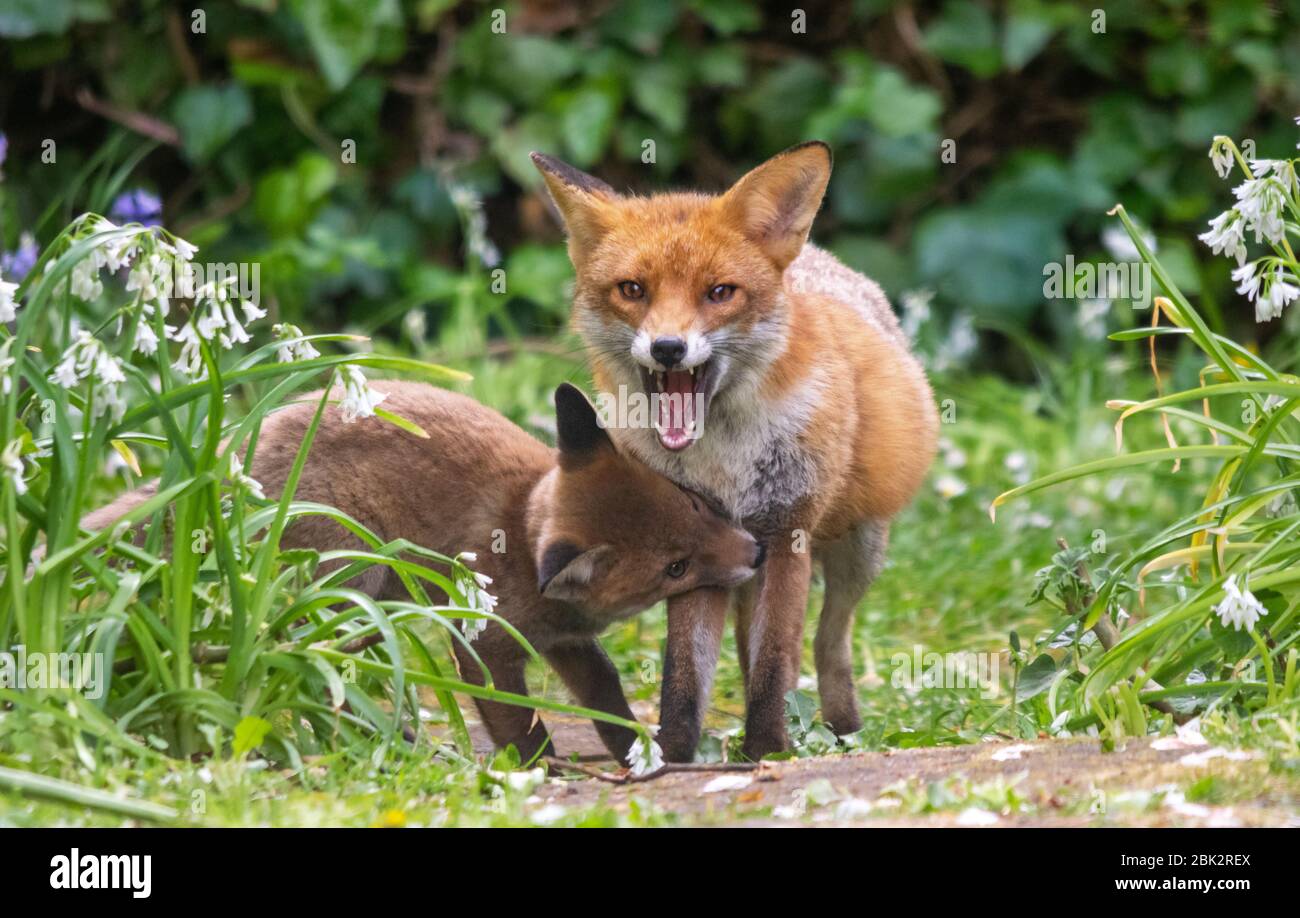 Funny fox hi-res stock photography and images - Alamy