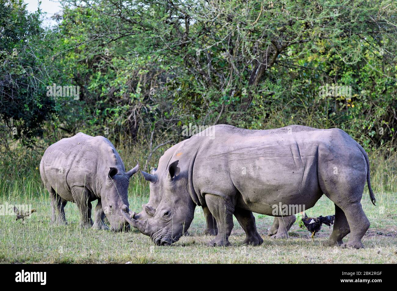 Rhinos at Ziwa Rhino Sanctuary, Uganda Stock Photo - Alamy