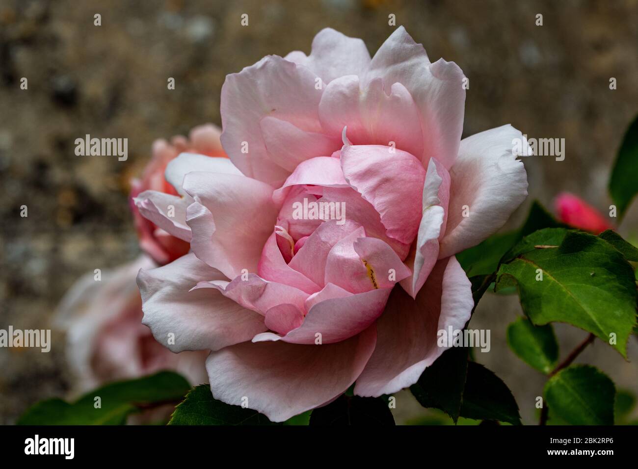 Pink Old English Rose set against an stone wall Stock Photo - Alamy