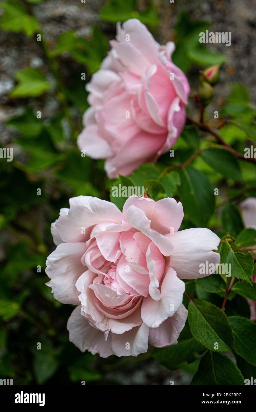 Old english roses hi-res stock photography and images - Alamy