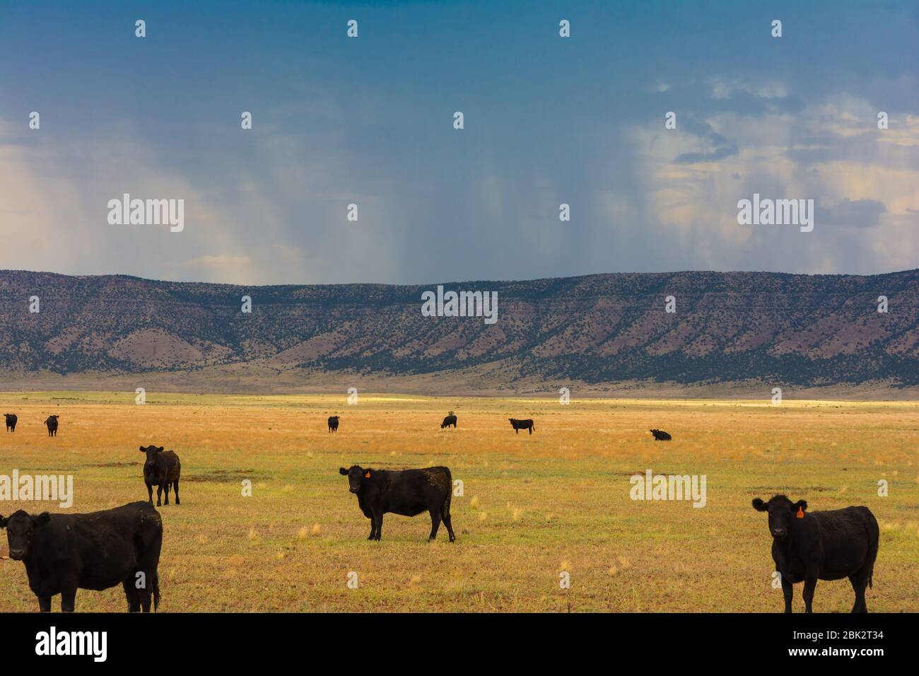 Saguaro lightning hi-res stock photography and images - Alamy