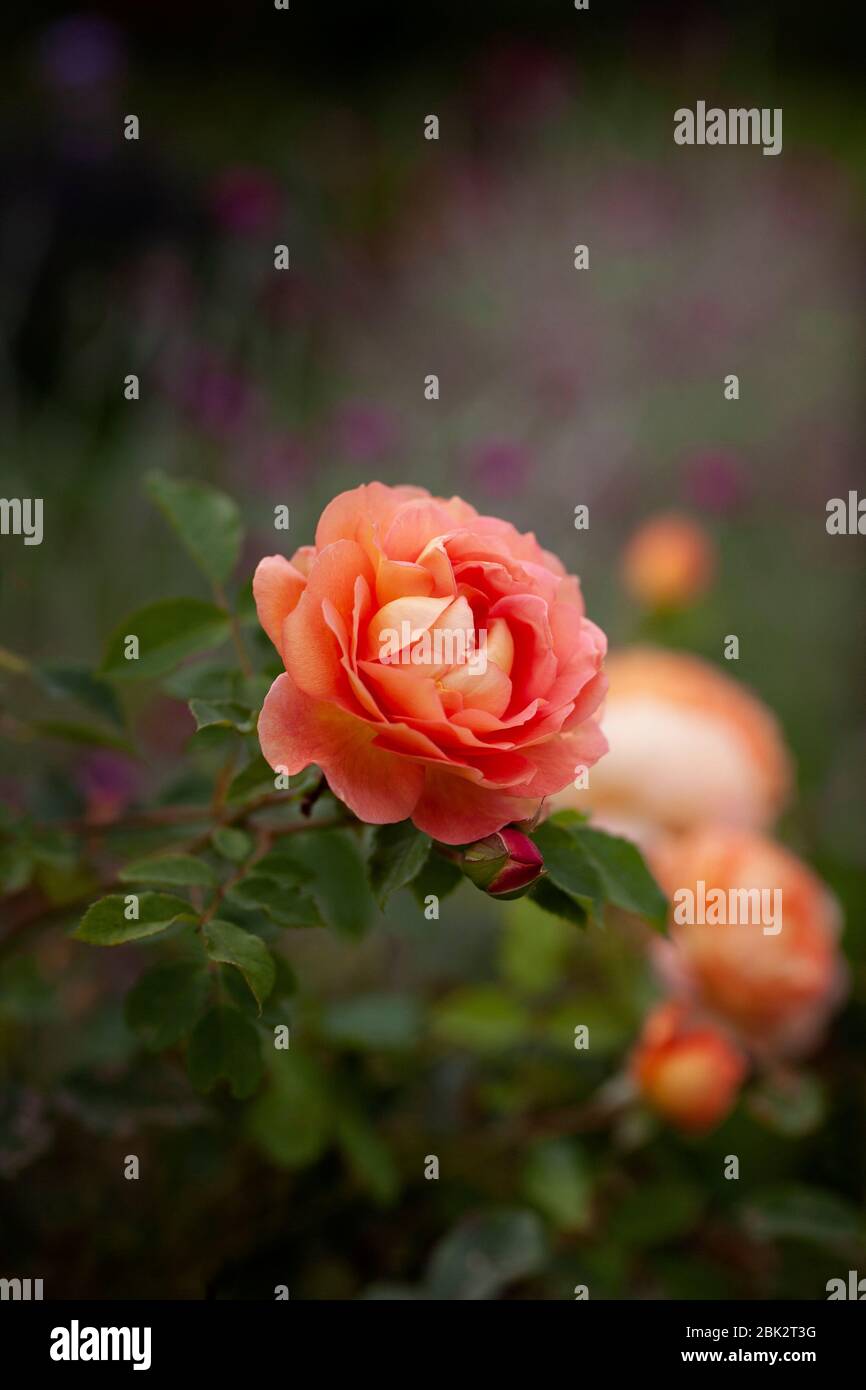 A single salmon pink/orange rose with foliage in focus against blurred ...