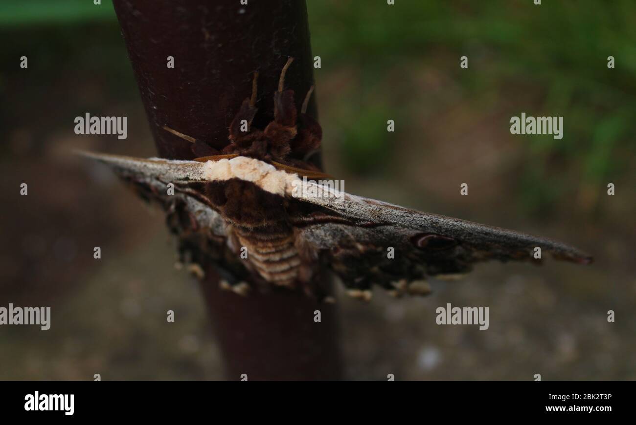 Giant butterfly hi-res stock photography and images - Alamy
