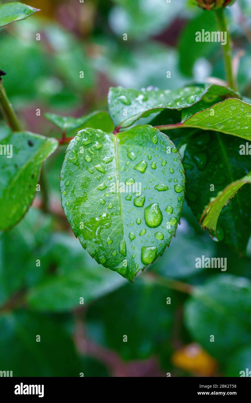 Healthy rose leaf hi-res stock photography and images - Alamy
