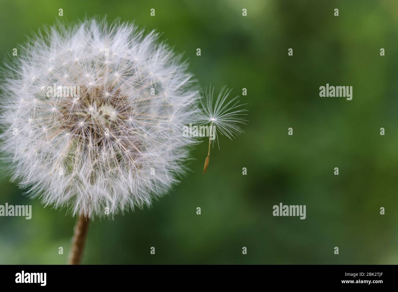 Seed attached hi-res stock photography and images - Alamy