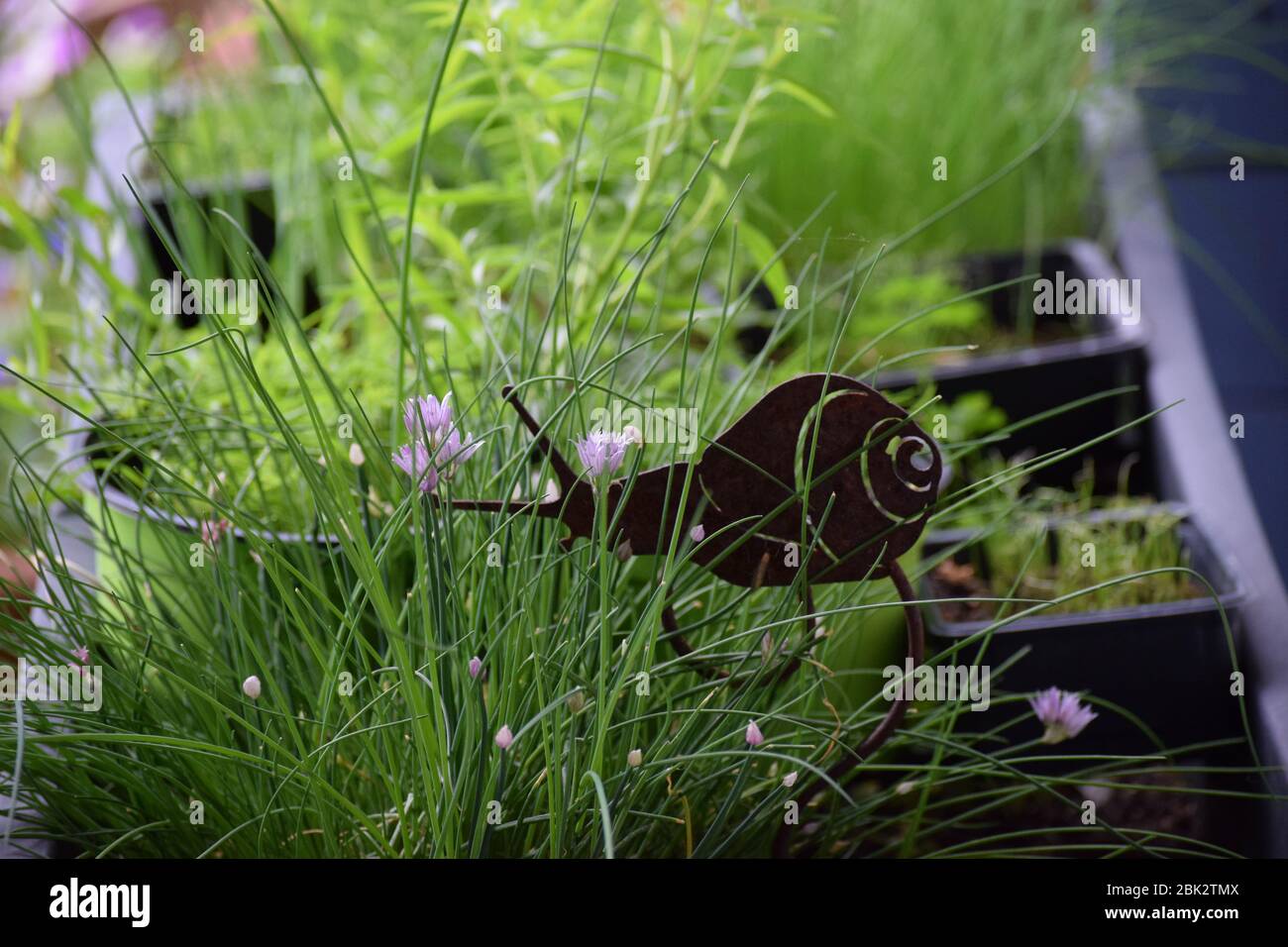 Snail bed hi-res stock photography and images - Alamy