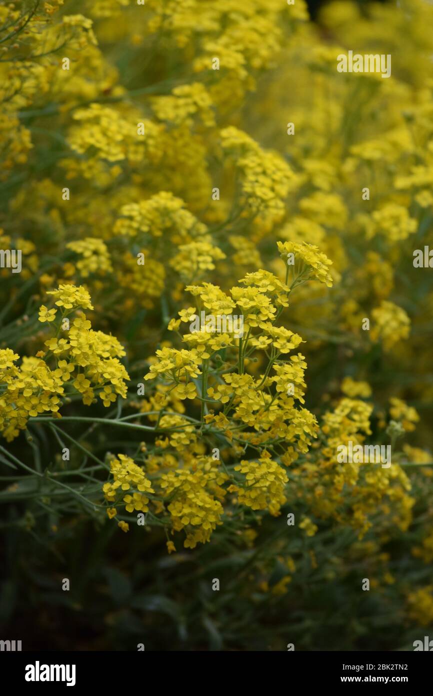 Golden tuft madwort hi-res stock photography and images - Alamy
