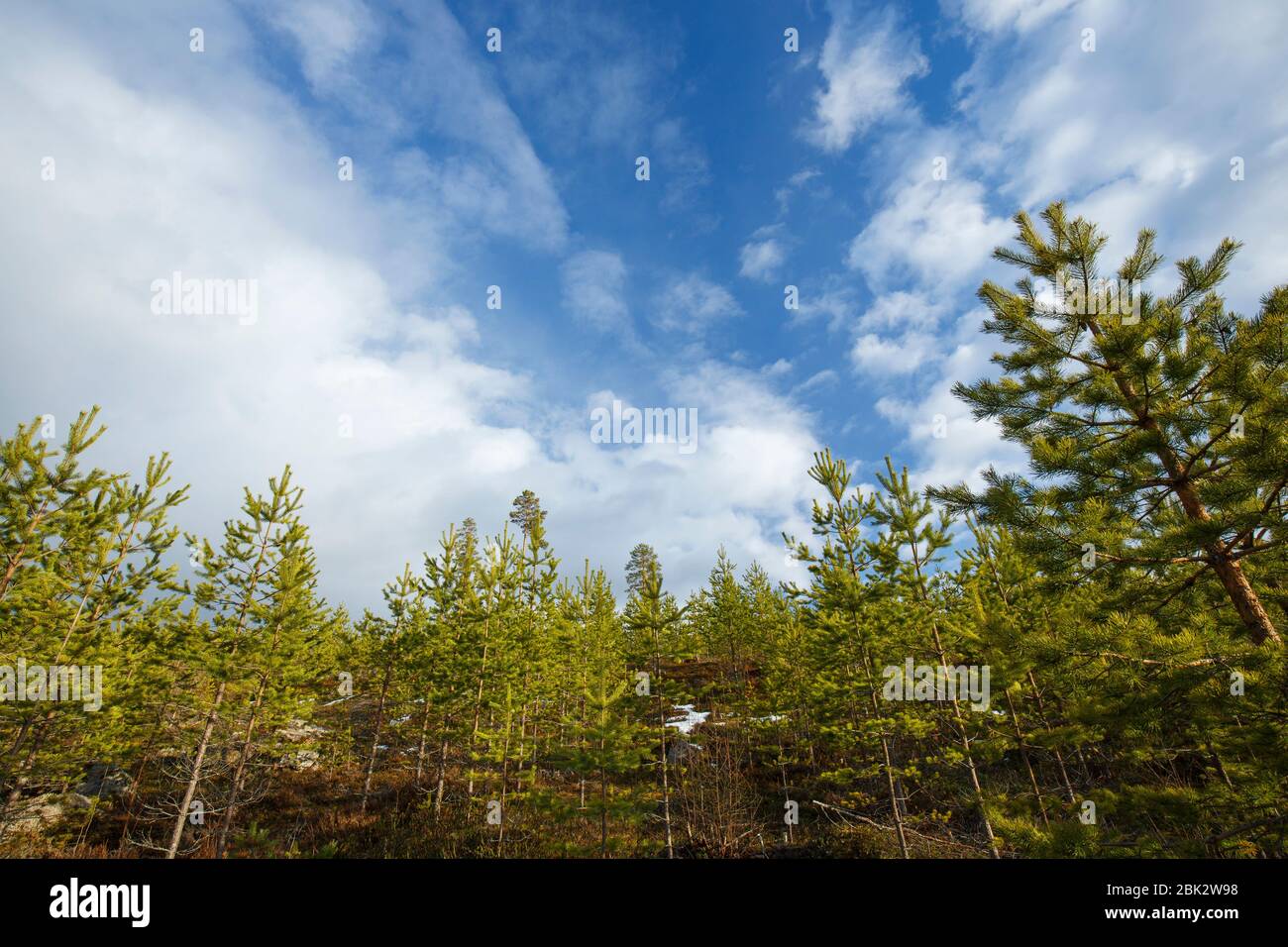 Young pine trees growing in the taiga forest ( Pinus Sylvestris ...