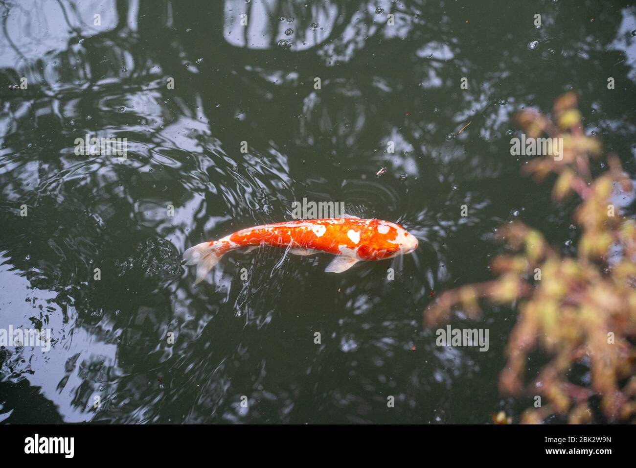 Koi at the Rikugien Garden (six poems garden), Beautiful Japanese style ...