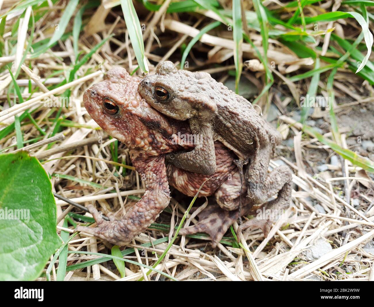 Common Toads in amplexus prior to mating, Ambleside, UK Stock Photo - Alamy