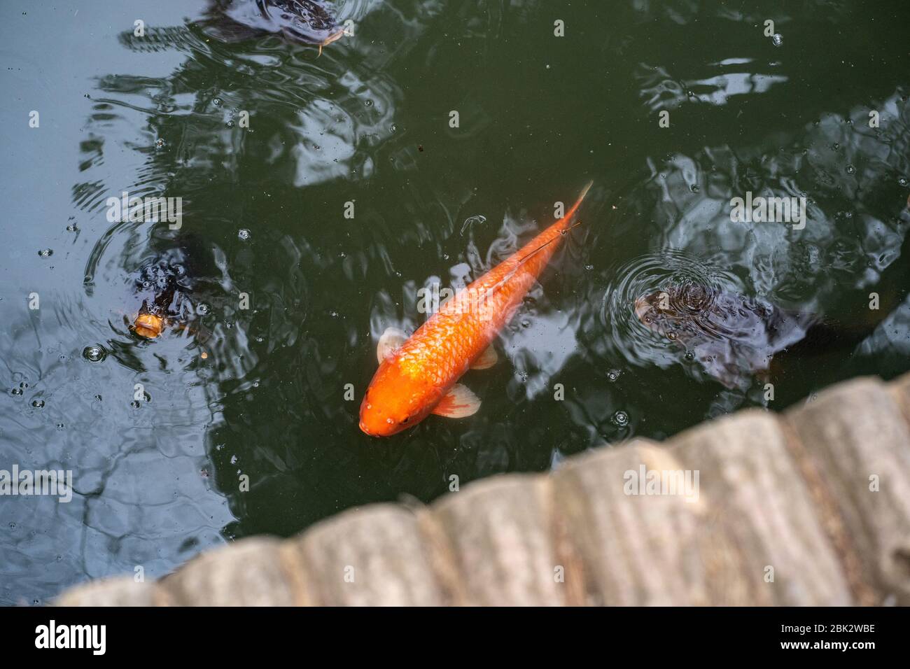 Koi at the Rikugien Garden (six poems garden), Beautiful Japanese style ...