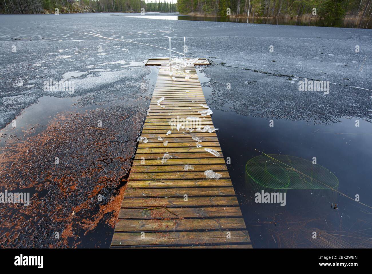 Thawing ice , wooden jetty and fish trap on water at forest pond at ...