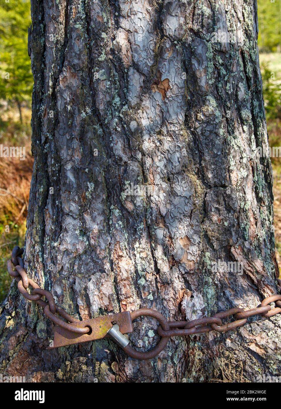 Chain wrapped around tree hi-res stock photography and images - Alamy