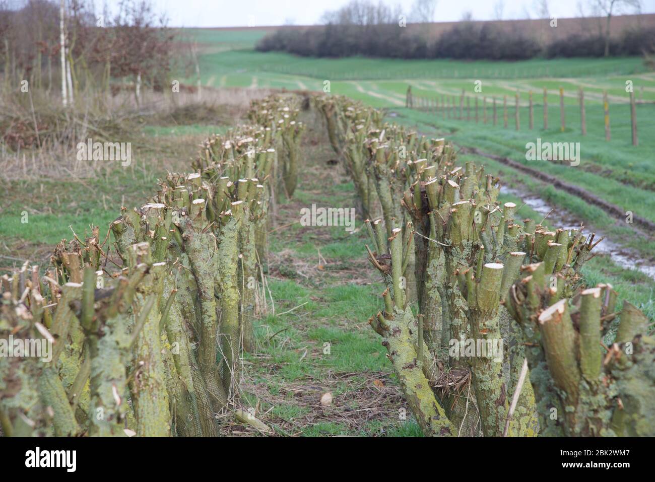 Pruned willow tree hi-res stock photography and images - Alamy