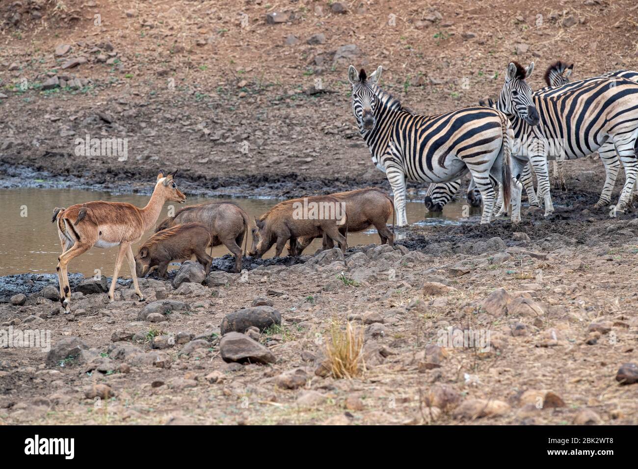 Antelope warthog zebra hi-res stock photography and images - Alamy
