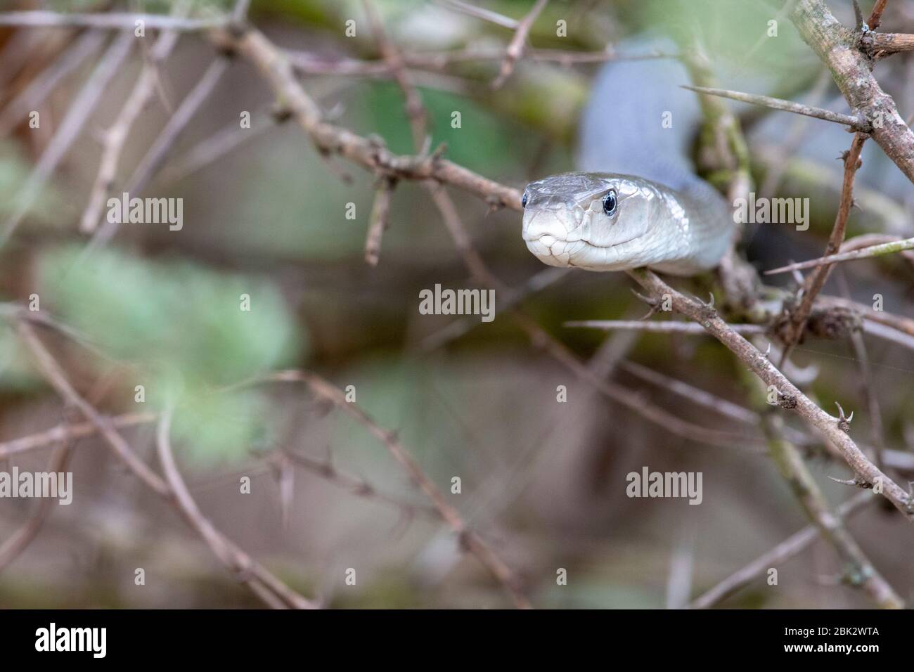 deadly Black mamba snake south africa close up portrait Stock Photo - Alamy