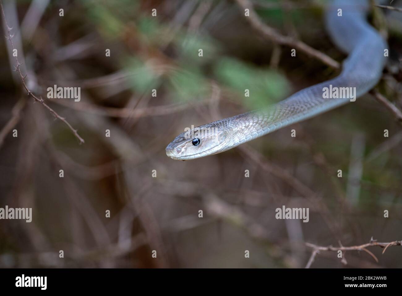 Blue mamba hi-res stock photography and images - Alamy