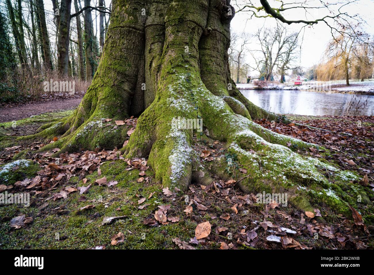 large beech tree with enormous roots in winter time Stock Photo - Alamy