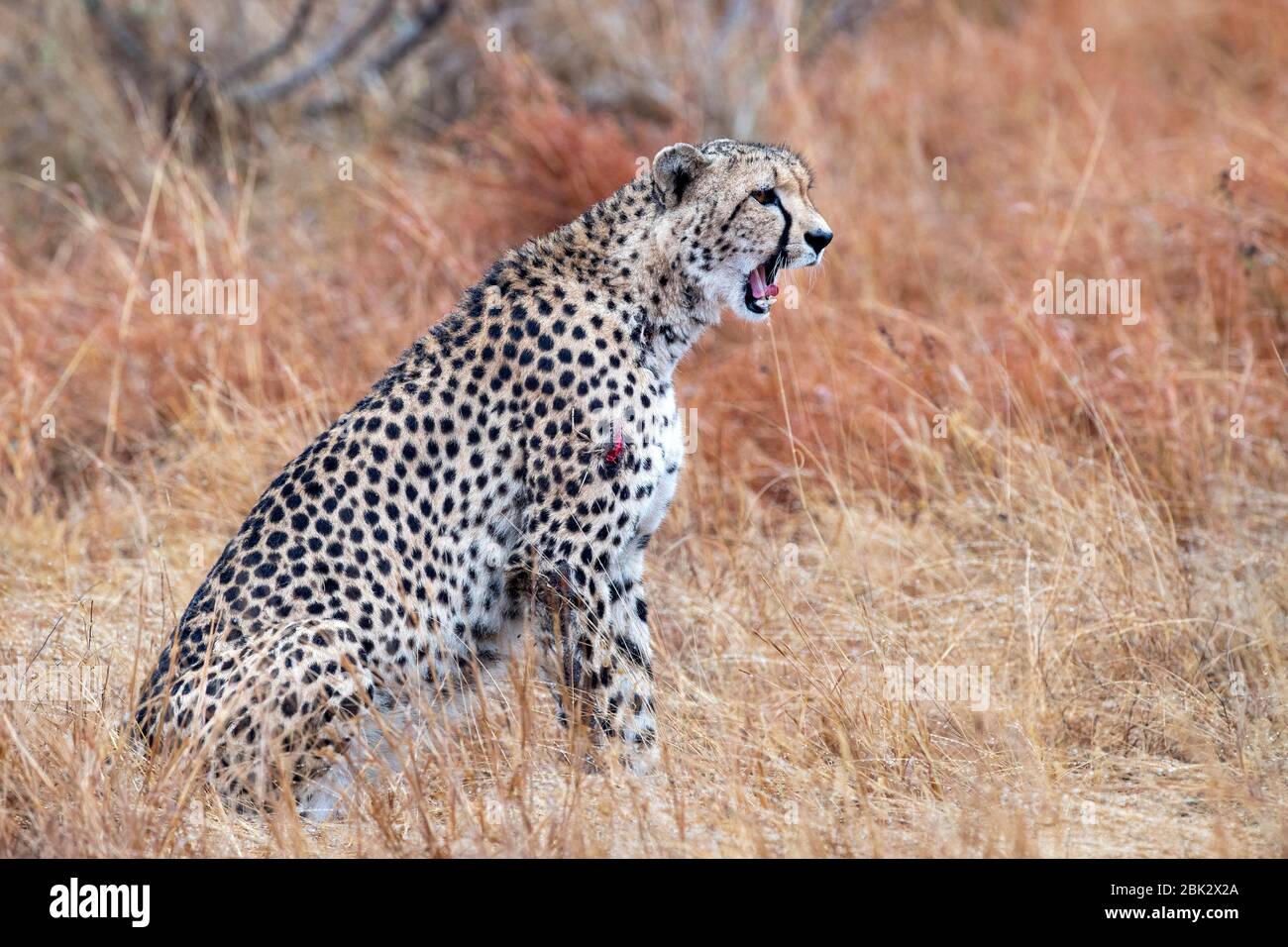 cheetah wounded in kruger park south africa close up Stock Photo - Alamy