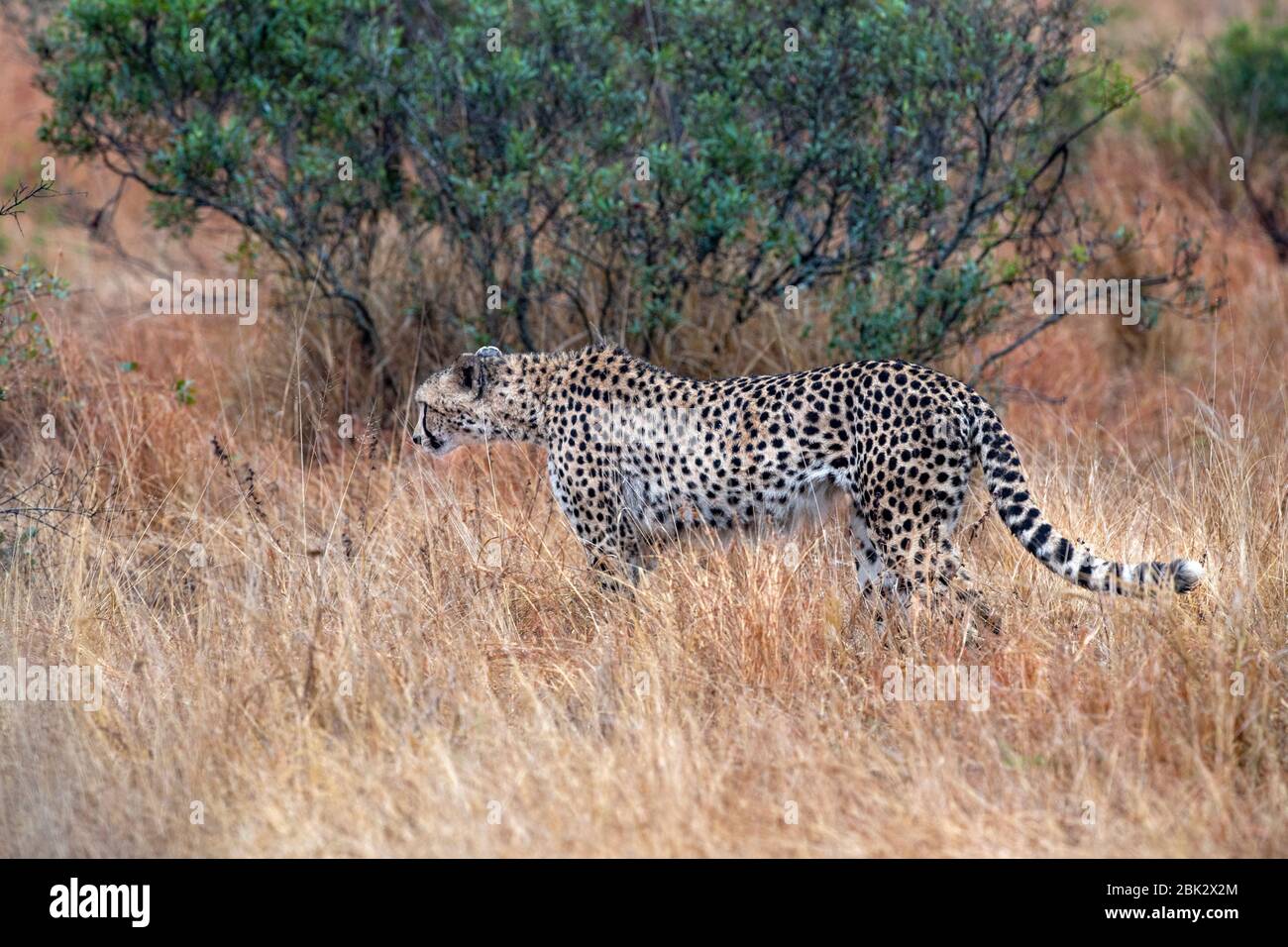 Buffalo running close up hi-res stock photography and images - Alamy