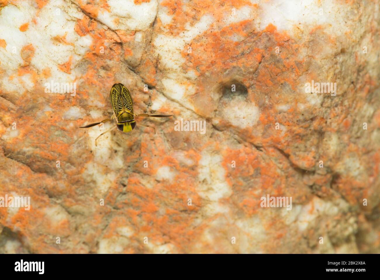 Corixidae water boatmen hi-res stock photography and images - Alamy