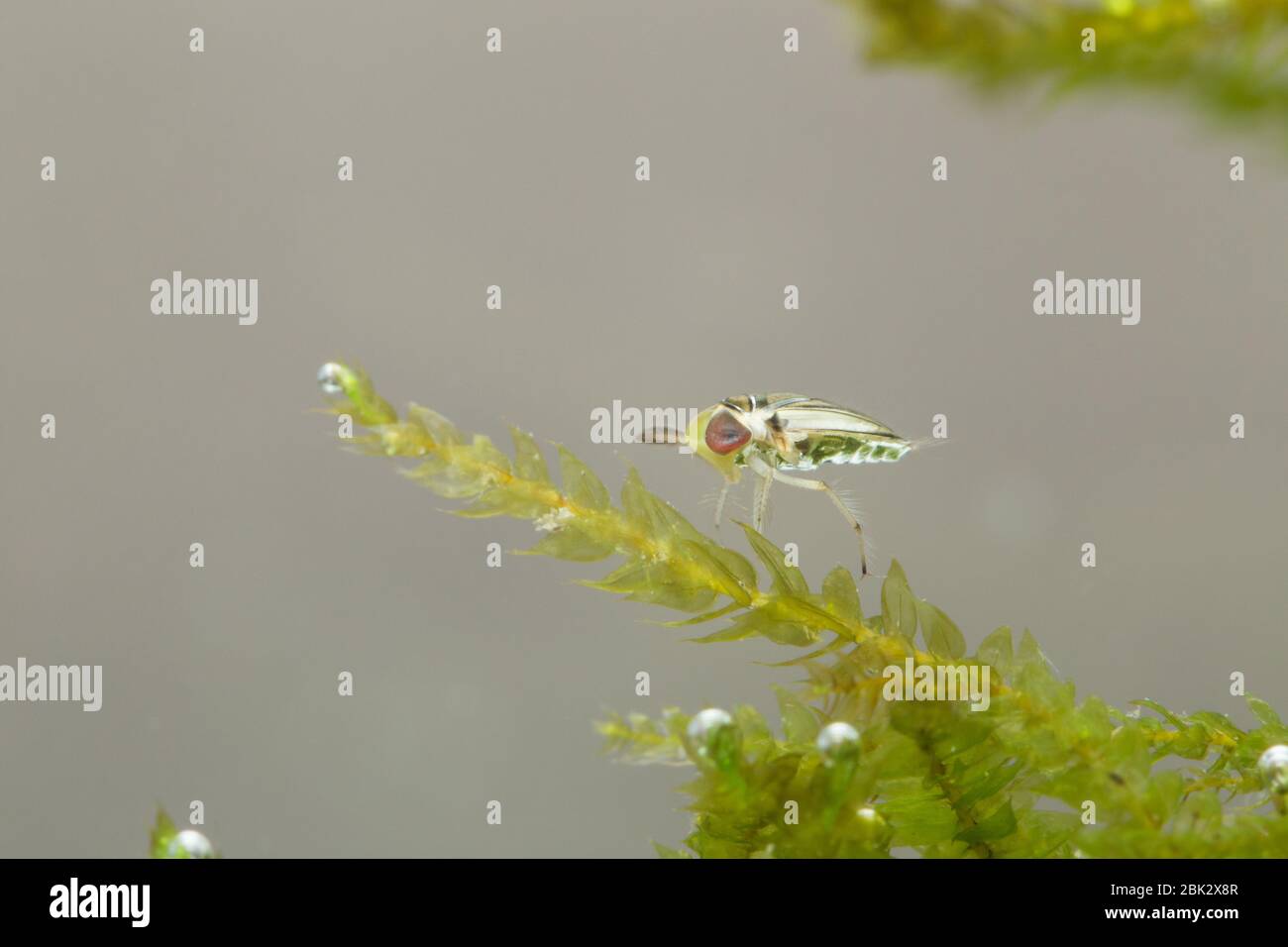 Water boatmen hi-res stock photography and images - Alamy