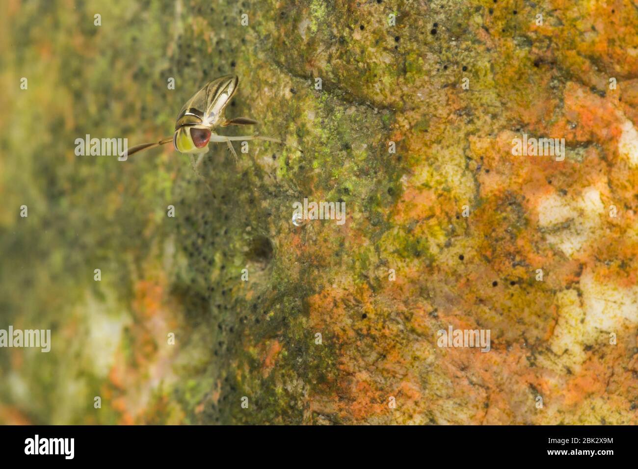 Lesser water boatmen (Cymatia coleoptrata Stock Photo - Alamy