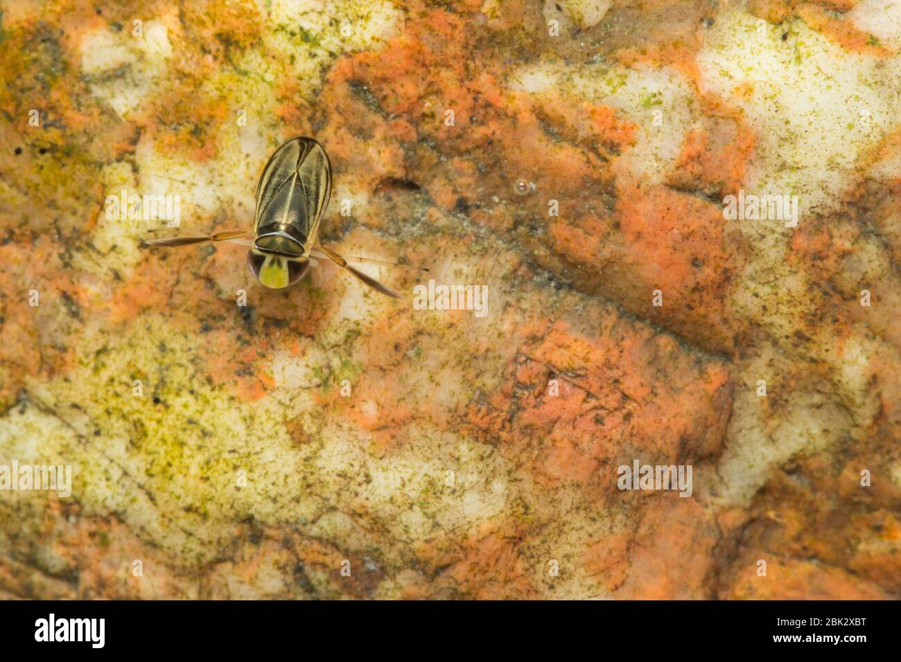 Lesser water boatmen (Cymatia coleoptrata Stock Photo - Alamy