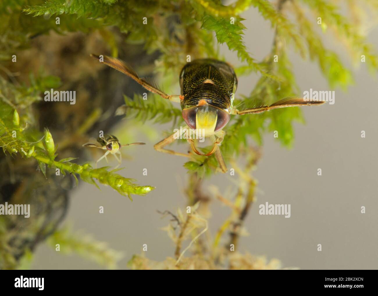 Lesser water boatmen (Cymatia coleoptrata & Corixa dentipes Stock Photo ...
