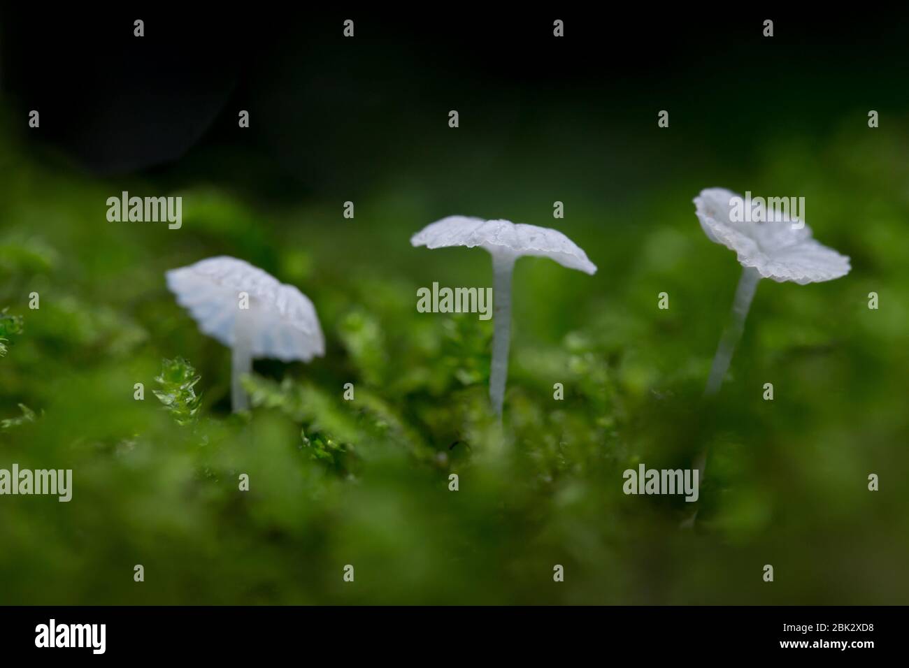 Delicatula integrella hi-res stock photography and images - Alamy