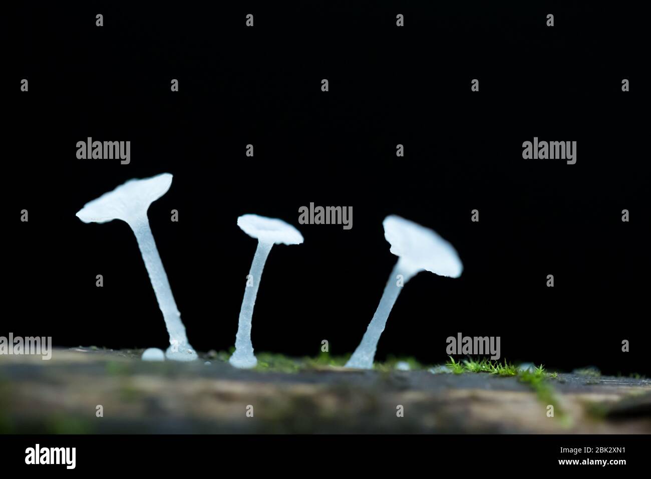 Bonnet mushroom (Delicatula integrella Stock Photo - Alamy