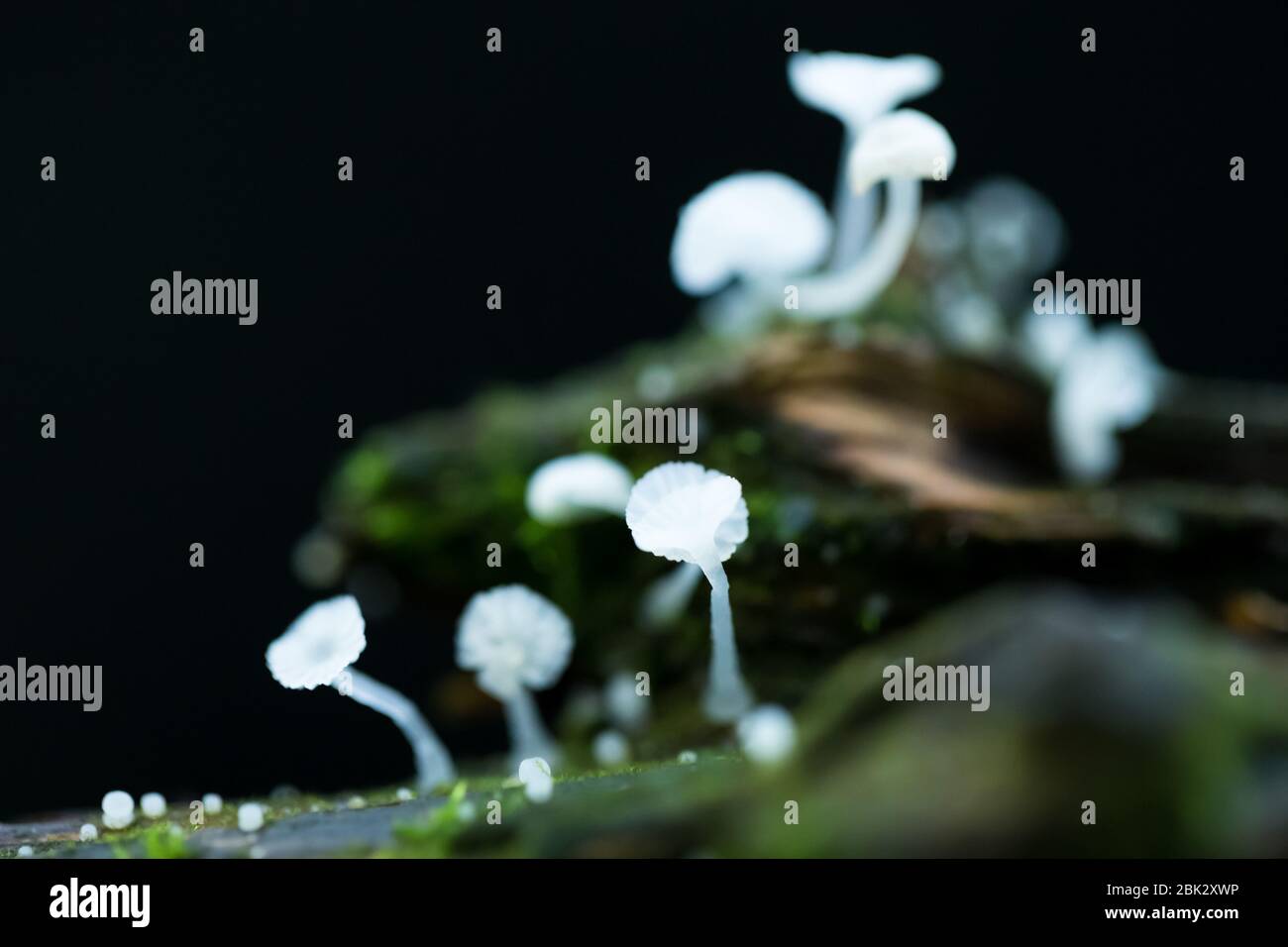 Bonnet mushroom (Delicatula integrella Stock Photo - Alamy