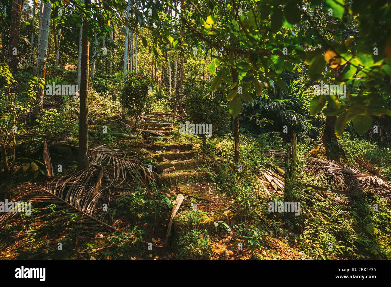 Goa, India. View Of Road Lane Path Way Old Steps In Jungle Surrounded ...