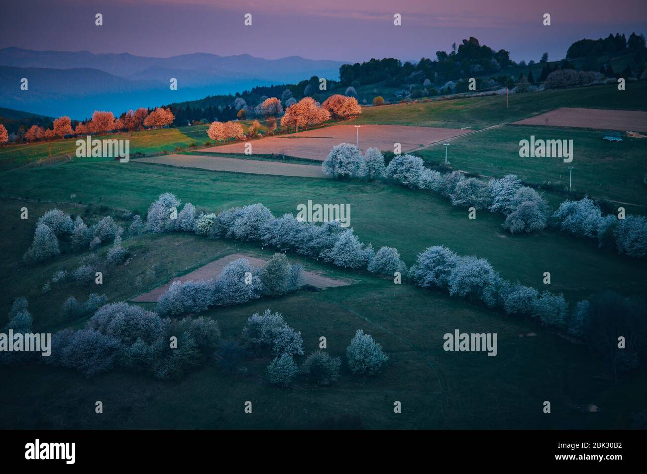 First sun in spring landscape, blossom cherry trees and purple sunrise ...