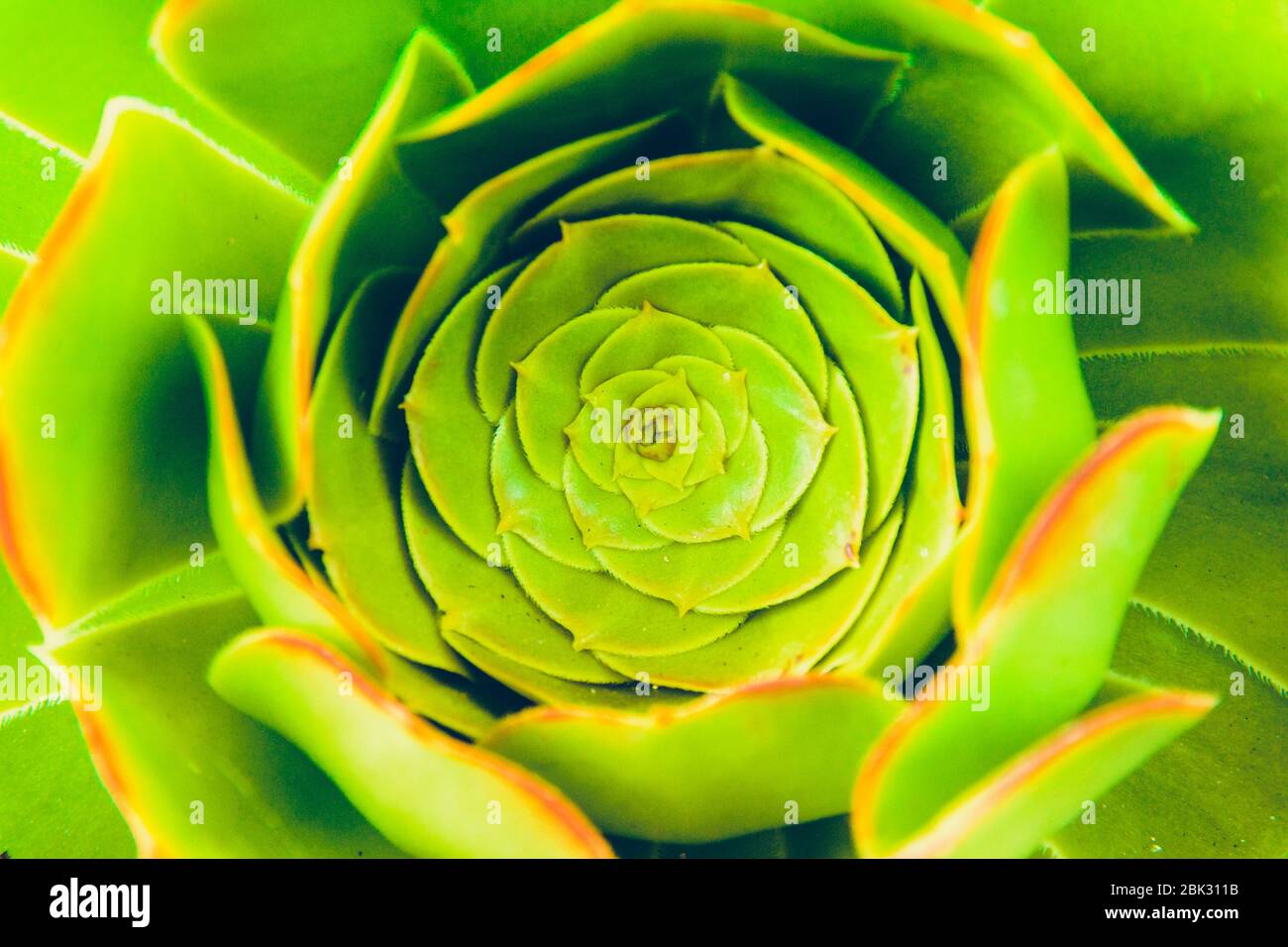 Greasy plant hi-res stock photography and images - Alamy