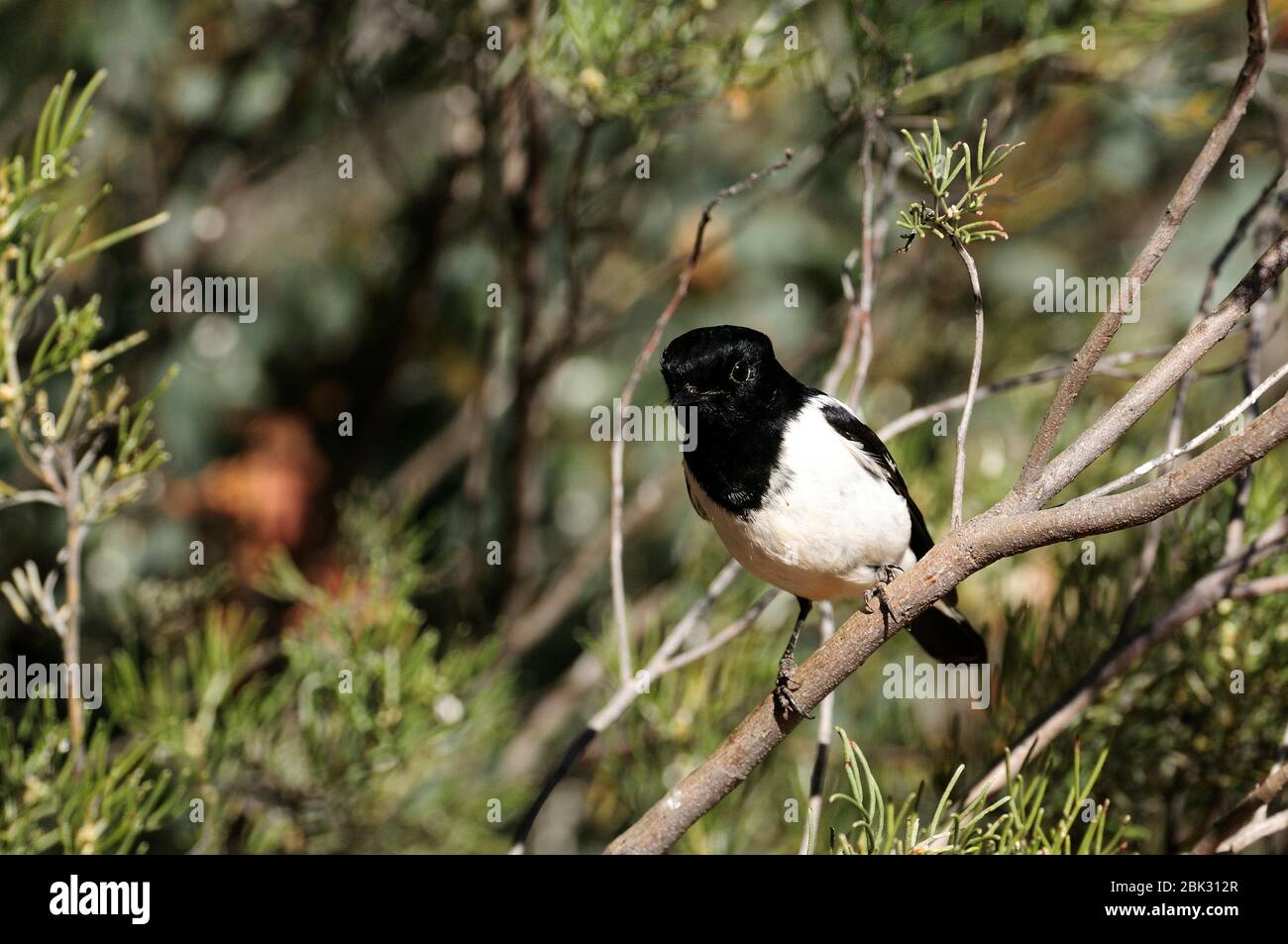 Ti tree hi-res stock photography and images - Alamy