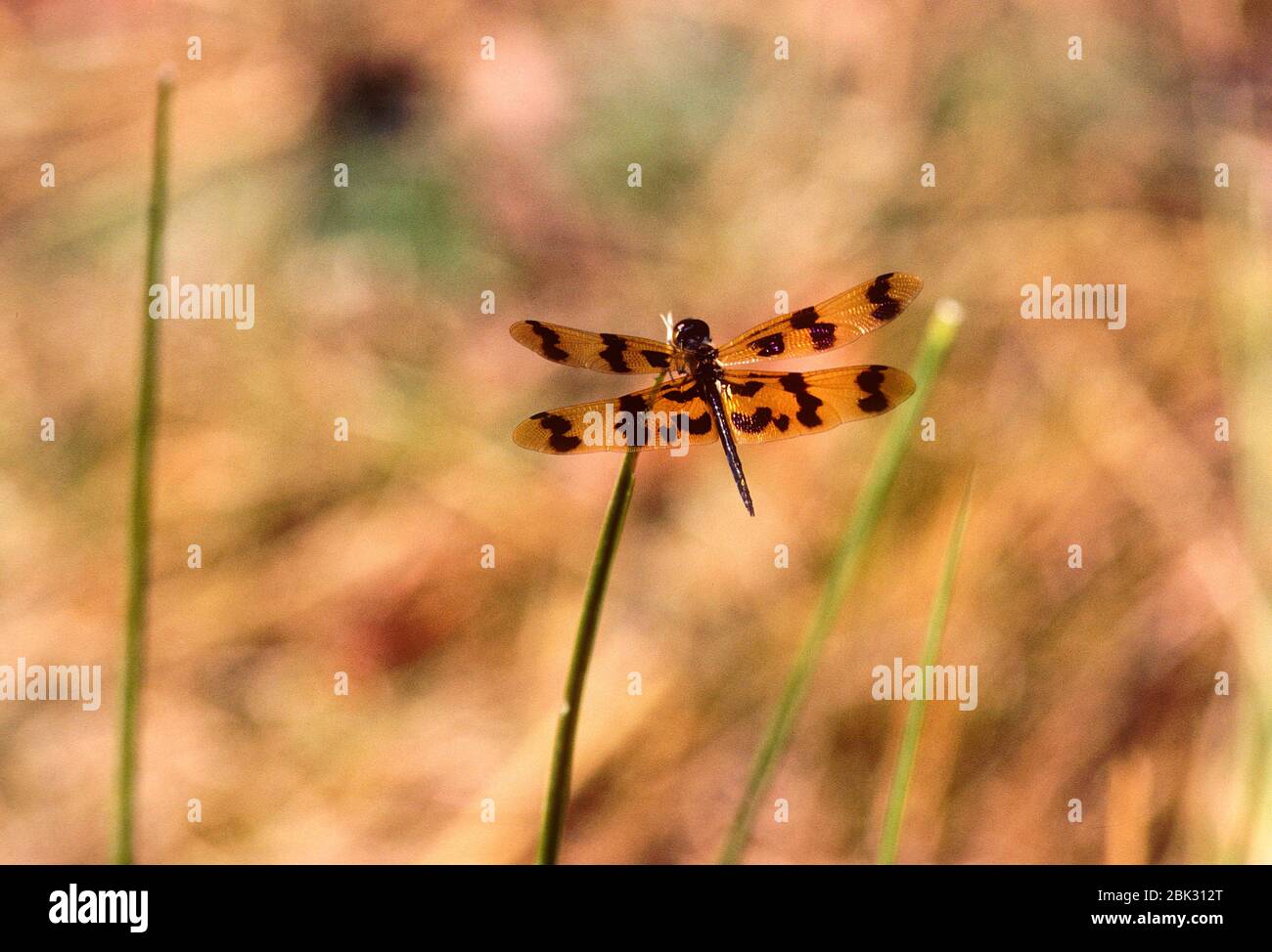 Banded flutterer hi-res stock photography and images - Alamy